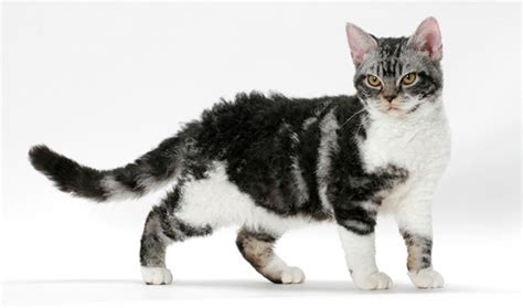 American Wirehair Cat Kitten Temperament Weight How Much Are
