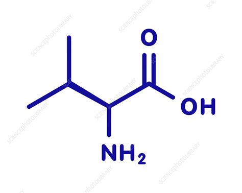 Valine Amino Acid Molecule Illustration Stock Image F0279691