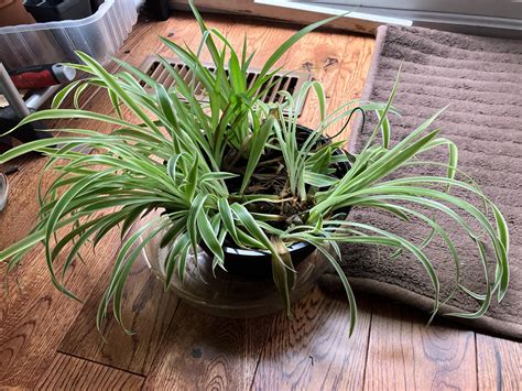 Spider Plant Fertilizer Burn Rplantclinic