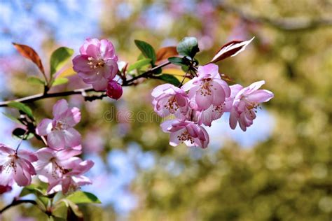 Flor Do P Ssego Foto De Stock Imagem De Verde Homens