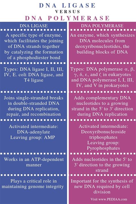 What Is The Difference Between DNA Ligase And DNA Polymerase Pediaa