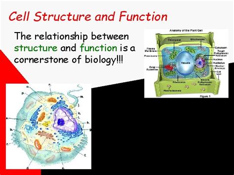 Cell Structure And Function The Relationship Between Structure