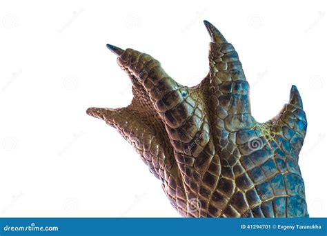 Crocodile Paw Stock Image Image Of Wildlife Crocodile 41294701