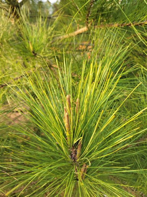 Loblolly Pine Trees Pinus Taeda ®loblolly Online Trees