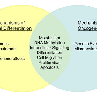 The Mechanisms Of Sexual Differentiation Overlap With The Mechanisms Of Download Scientific
