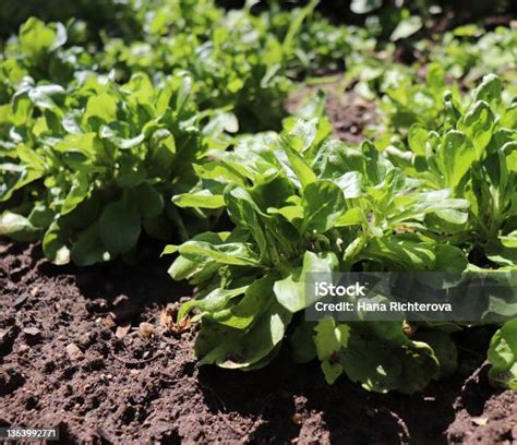 유기농 정원에서 옥수수 샐러드 또는 양고기 양상추라고 불리는 발레리아넬라 메뚜기 잎 채소로 먹습니다 자연 식품 개념 어린양 잎 상추에 대한 스톡 사진 및 기타 이미지