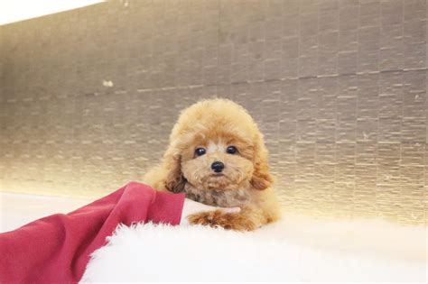 강아지분양 퍼피당 안산 토이푸들분양 모모