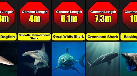 Shark Size Comparison Size Of The Sharks In The Ocean Youtube