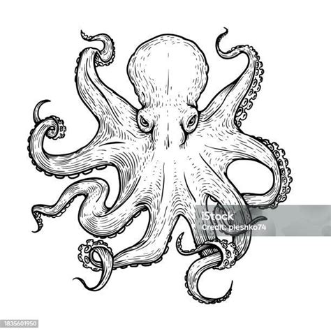 문어 스케치 손 그려진 스타일 복고풍 빈티지 바다 괴물 그림입니다 해산물 및 해상 디자인에 가장 적합합니다 흰색에 벡터