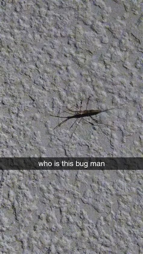 Weird Long Bug Not A Stick Bug Stands Up On Back Legs Florida Whatsthisbug