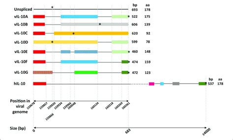 Schematic Representation Of The Genomic Intronexon Organization Of Download Scientific