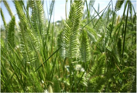 Standard Wheatgrass Agropyron Desertorum Fisch Variety Morava