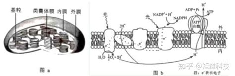 【新高考】光反应和电子传递链 Vr情境素材 试题 知乎