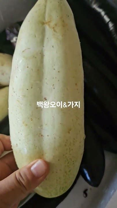 씨앗스토리 백왕오이 나눔 감사농사는 이런 맛이지 오고 가며 나누는 정농사는 찐우정 행복해서 별다방 커피 보내드림언니