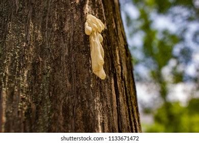 528 Sap Oozing Images Stock Photos Vectors Shutterstock