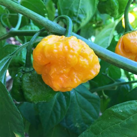Genghis Khan Brain Pepper Seeds Tyler Farms