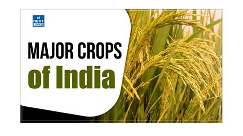 Major Crops Of India Rice Wheat Maize And More