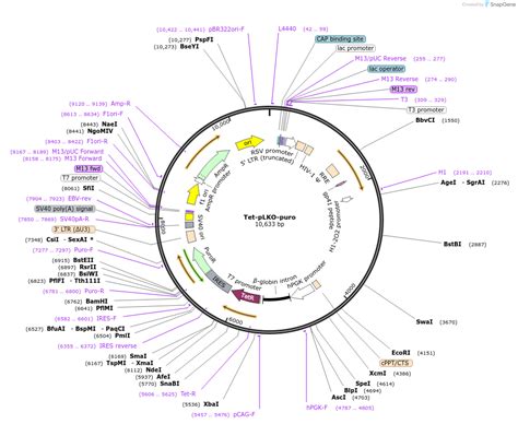 Tet Plko Puro载体质粒图谱、序列、抗性、价格、测序引物、大小等信息 生物风载体