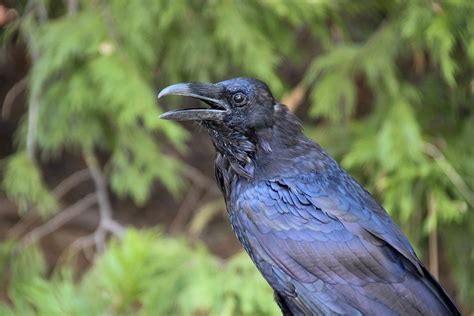 Crow Predator Bird Free Photo On Pixabay Pixabay