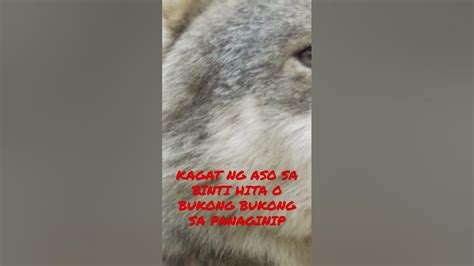Kagat Ng Aso Sa Binti Hita At Bukong Bukong Sa Panaginip Shorts
