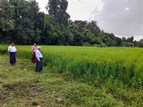 ကန့်ဘလူမြို့နယ်၌ မိုးစပါးစိုက်ပျိုးပြီးစီးမှု အခြေအနေများ ကွင်းဆင်းစစ်ဆေး Information And