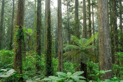 Premium Photo Tropical Forest Of The Tree Canopy