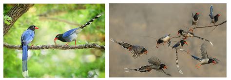 2024最新群智能优化算法：红嘴蓝鹊优化器（red Billed Blue Magpie Optimizer，rbmo）求解23个函数，提供matlab代码红嘴蓝鹊算法论文复现 Csdn博客