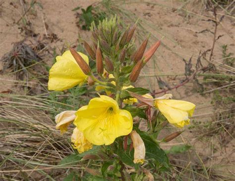 How To Plant Evening Primrose Complete Growing And Care Tips