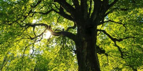 Building A Basic Markdown Editor Unified Trees And Data Rdevto