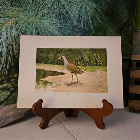 Sora 1902 John L Ridgway Color Illustrated Antique Bird Print