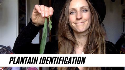 Plantain Origins At Marisol Goebel Blog