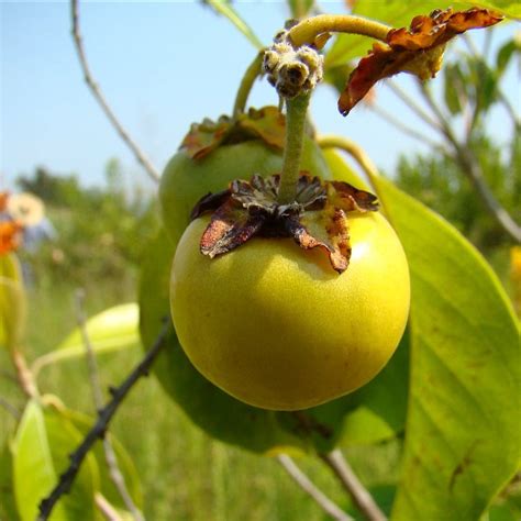 Nance Fruit Nutritional Facts And Worldwide Production