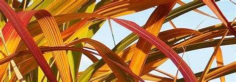6 Bambous A Croissance Rapide Promesse De Fleurs