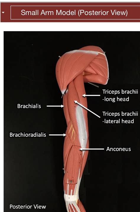 Anatomy Small Arm Model Posterior View Diagram Quizlet