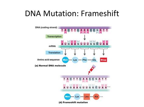 Lesson 1 Evolution Ppt Download