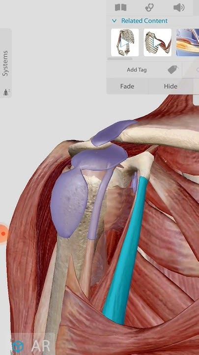 العضلة باي سيبس 3d أو ذات الرأسين العضدية Biceps Brachiales Youtube