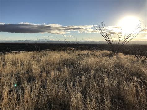 1 Grass Arizona Wanderingsarizona Wanderings