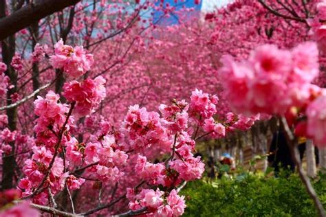 今日漫步大理古城賞櫻花桃花 每日頭條