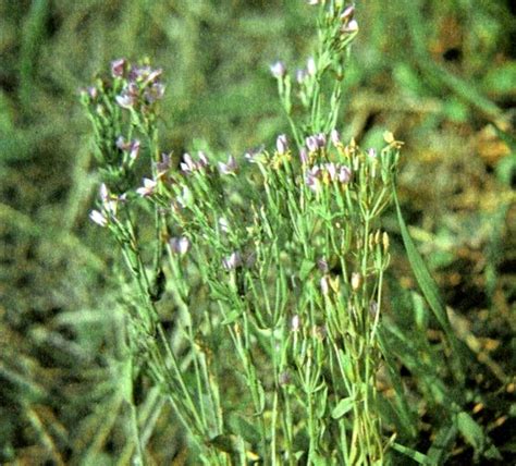 Золототысячник малый (Centaurium erythraea Rafn.) / Herbal Expert