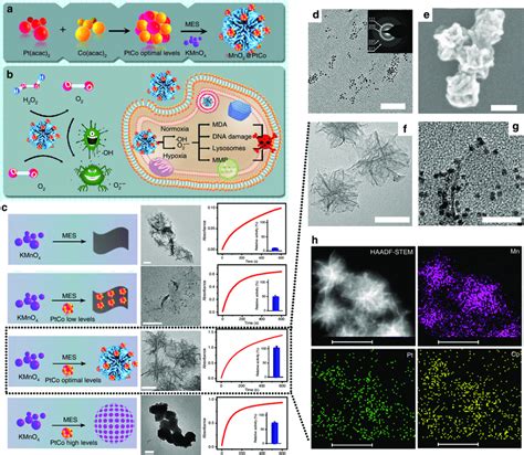 Synthesis Of Mno 2 Ptco Nanoflowers A Schematic Illustration Showing