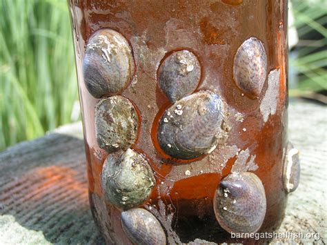 Slipper Shell Images