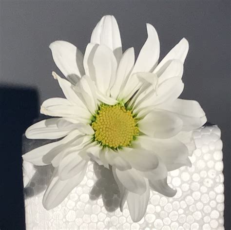 Example Uv Nir Flower 3 Spectral Devices