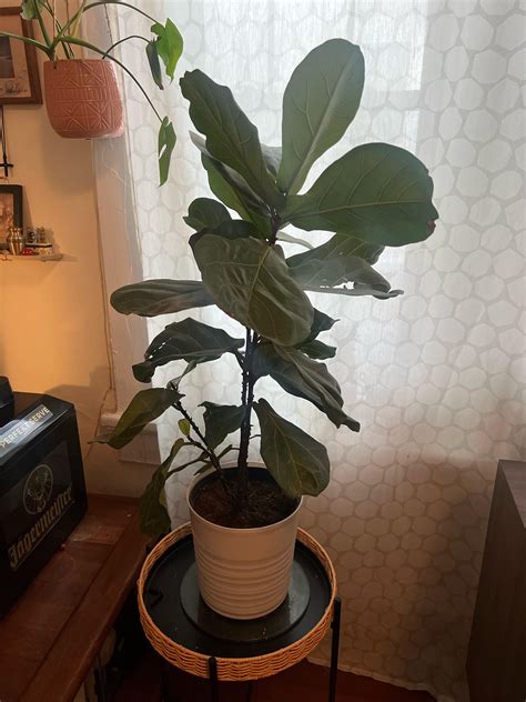 Help My Poor Flf Rplantclinic