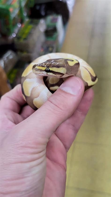 🤩 Sais Tu Pourquoi Ils Sont Appelés Python Royal Enchi Butter Cest à Cause De Leurs Couleurs 🤩 Sais Tu Pourquoi Ils Sont Appelés Python Royal Enchi Butter Cest à Cause De Leurs Couleurs