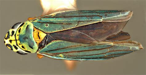 Sharpshooter Graphocephala Atropunctata Bugguide Net