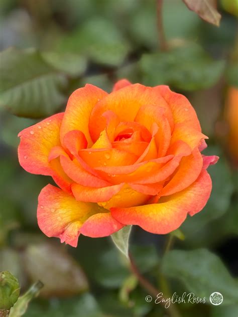 70th Birthday Ideas 70th Birthday Roses English Roses