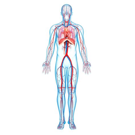 The Endocannabinoid System Ecs Explained I D Swiss Botanicals