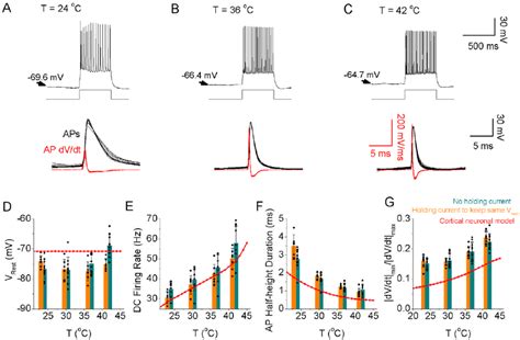 Increasing Temperature Increases Neuronal Responsiveness In Layer 23