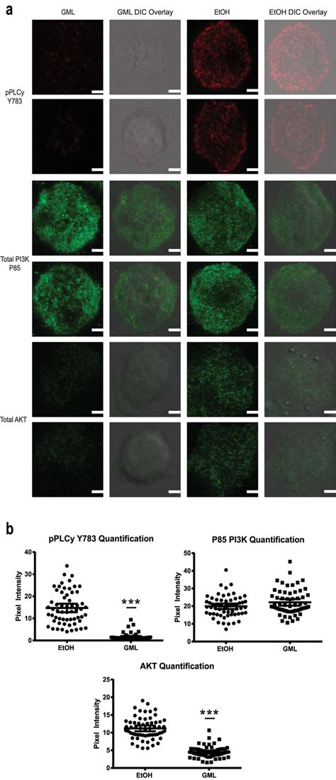 gml prevents membrane clustering of plc γ1 and akt while sparing pi3k download scientific
