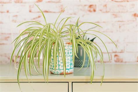 How To Control Fungus Gnats On Spider Plants Gardeners Path